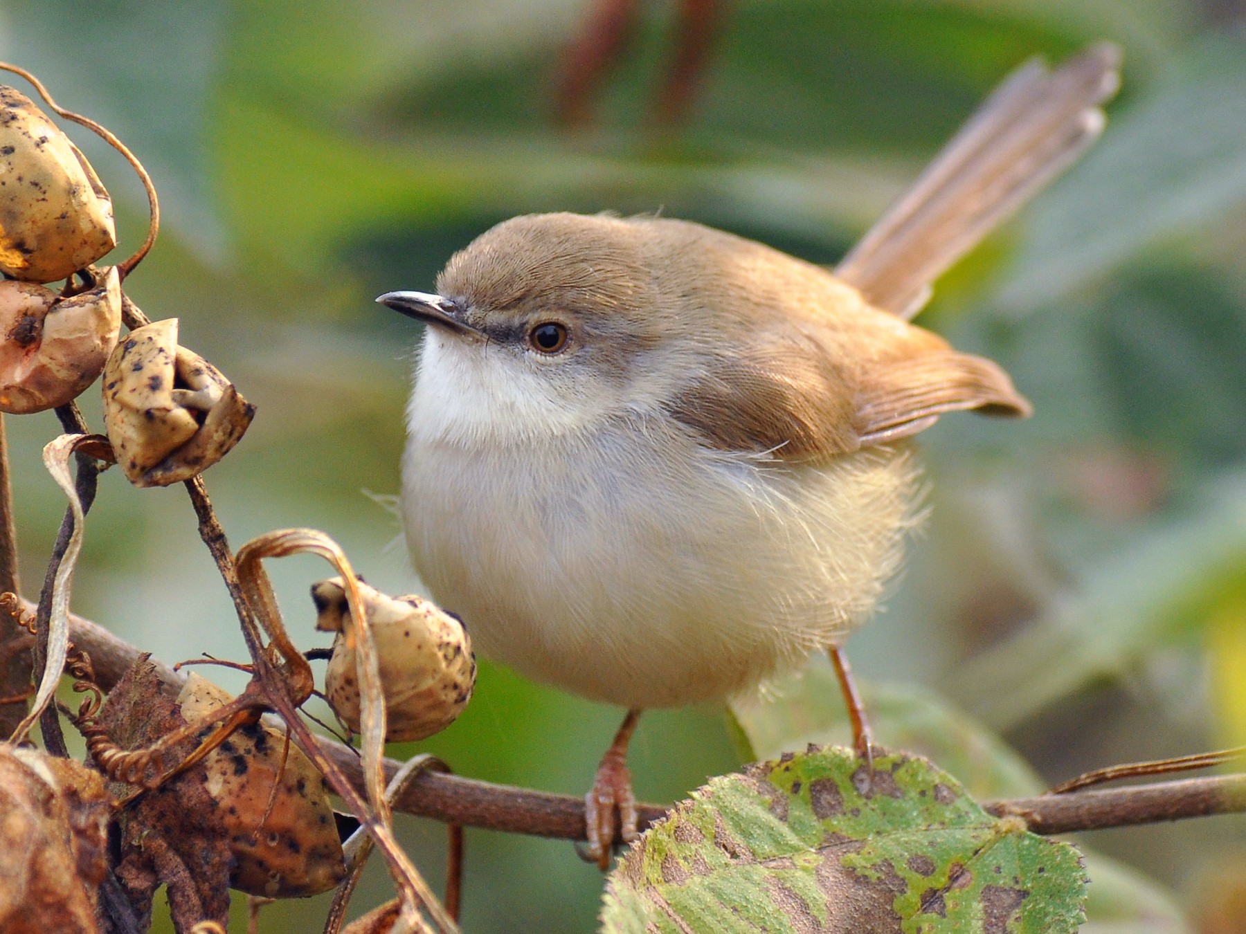 Gray-breasted Prinia - eBird