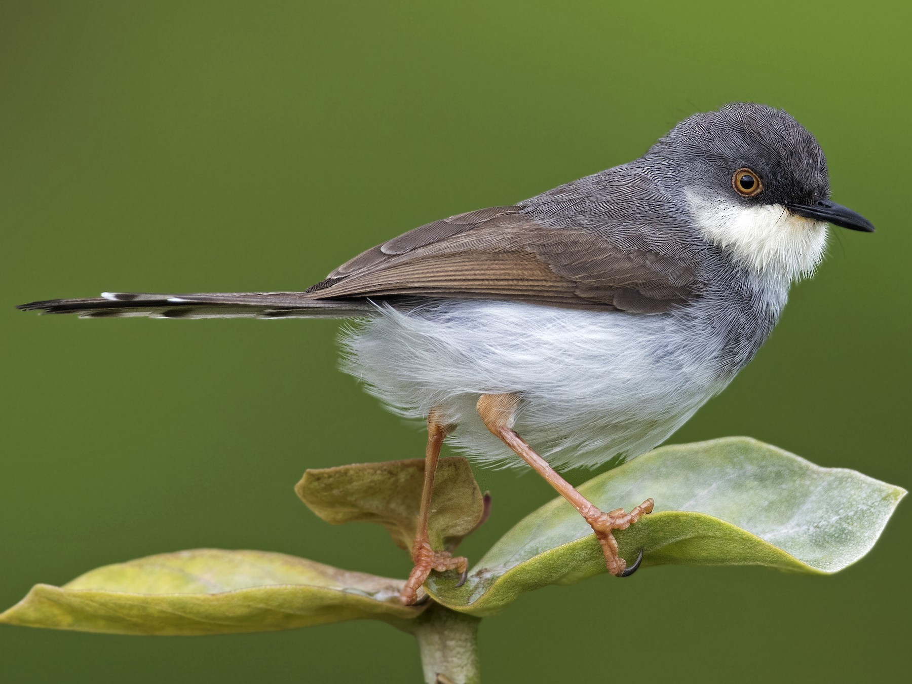 Gray-breasted Prinia - eBird