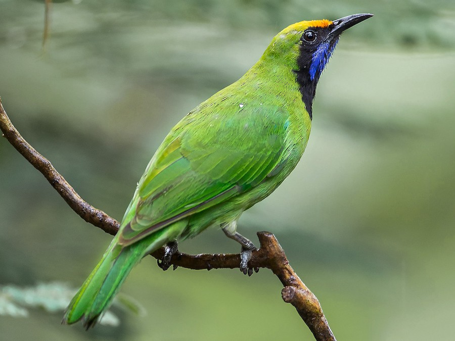 Golden-fronted Leafbird - eBird