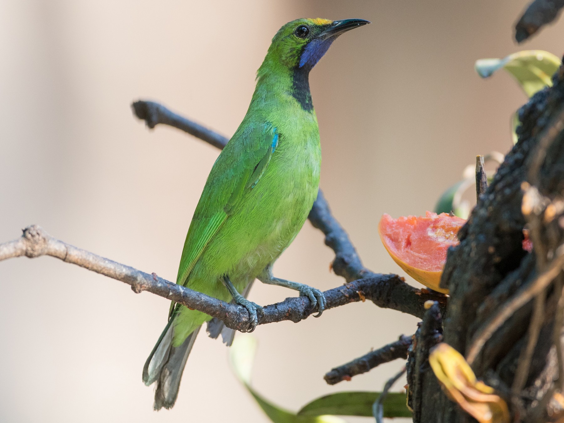 Golden-fronted Leafbird - Virginia eBird