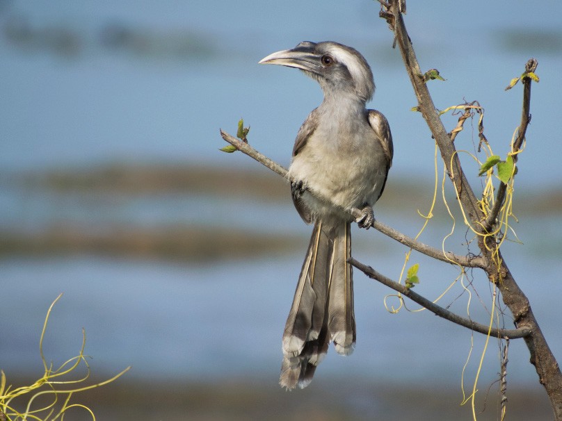 Indian Grey Hornbill - eBird