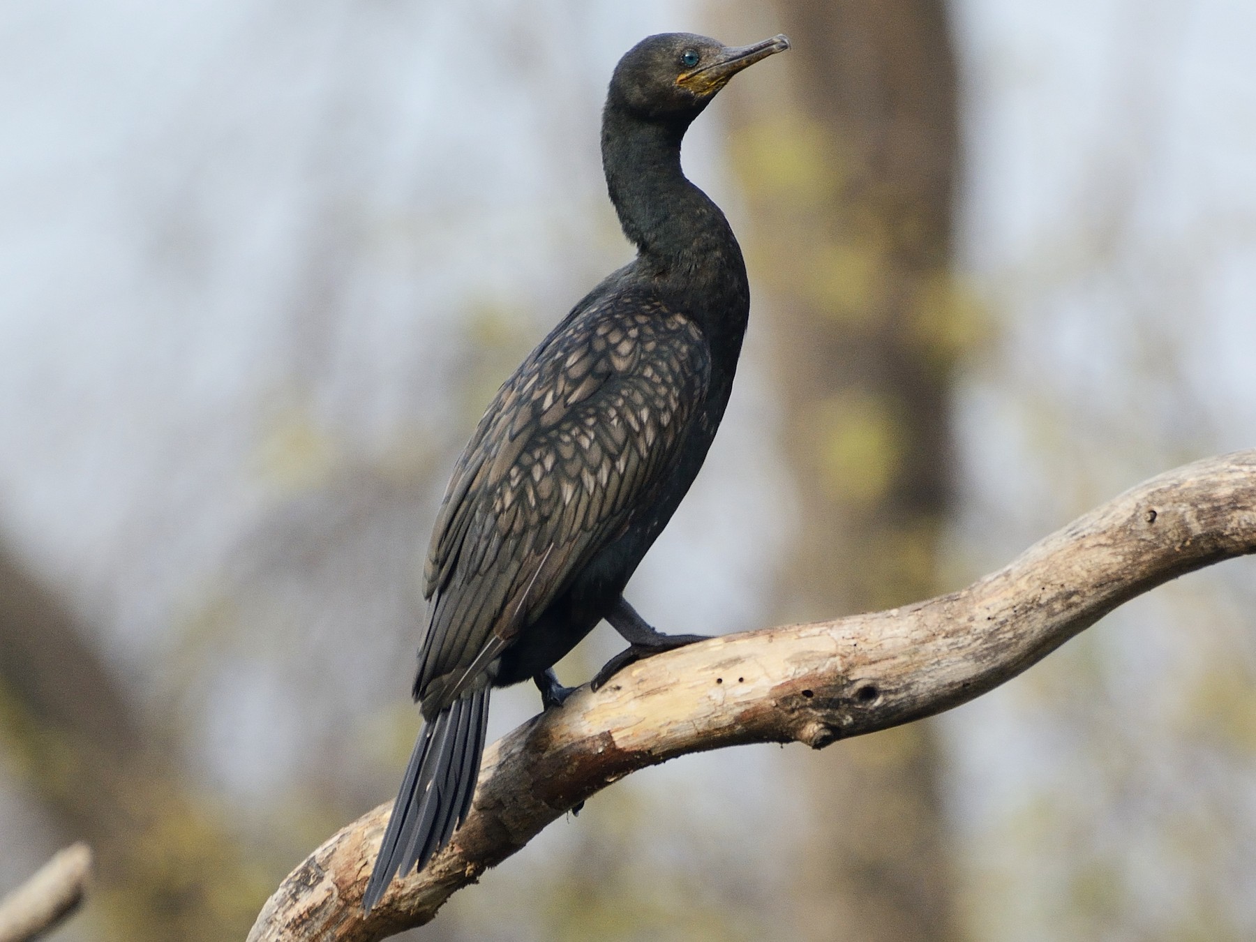Indian Cormorant - eBird