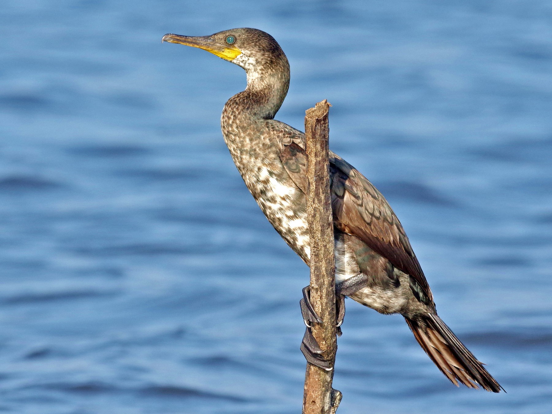 Indian Cormorant - eBird