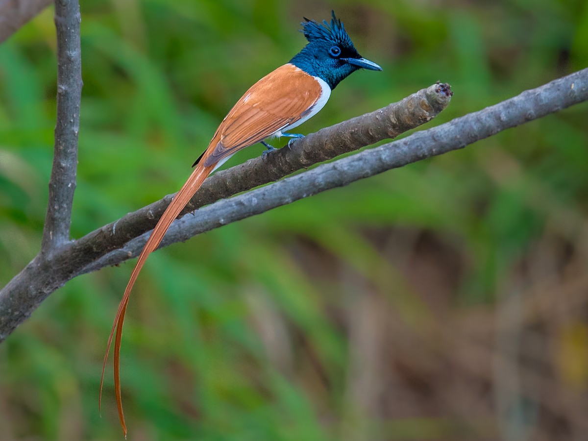 Indian Paradise-Flycatcher - Terpsiphone paradisi - Birds of the World