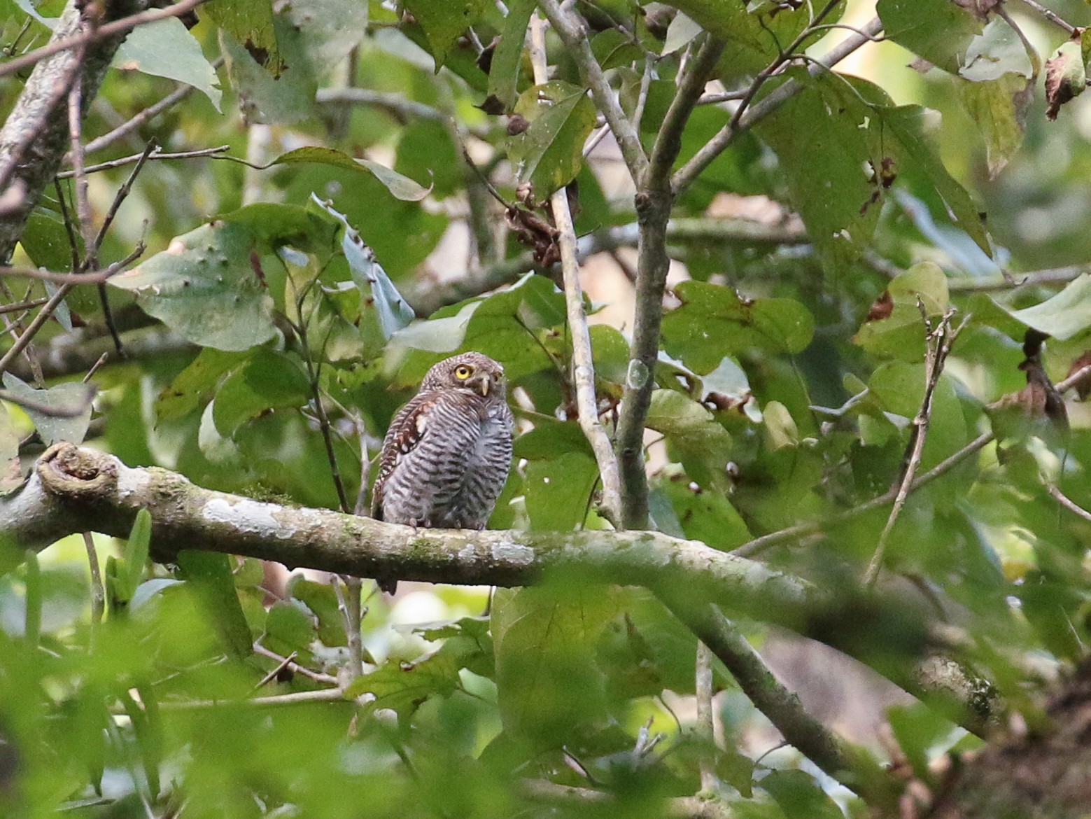 Mochuelo de Jungla - eBird