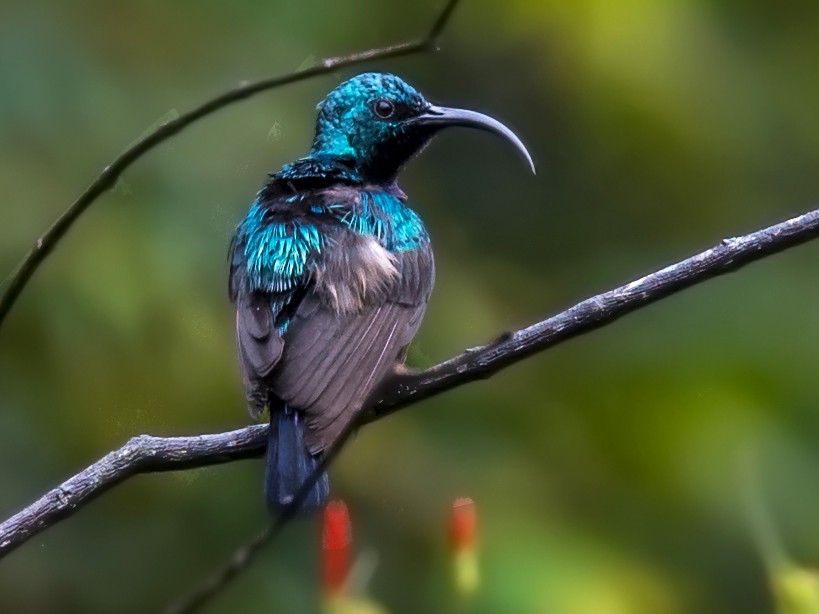 Loten's Sunbird - eBird