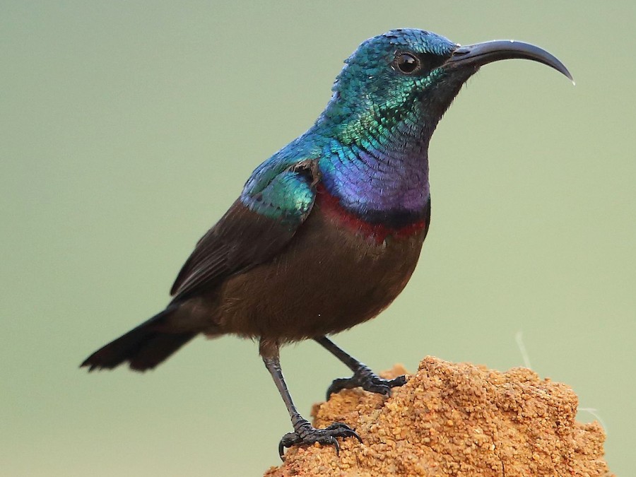 Loten's Sunbird - eBird