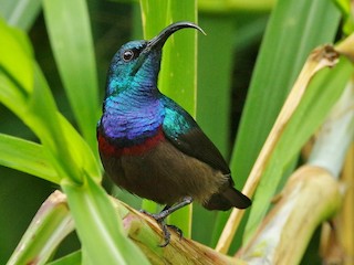 Loten's Sunbird - eBird