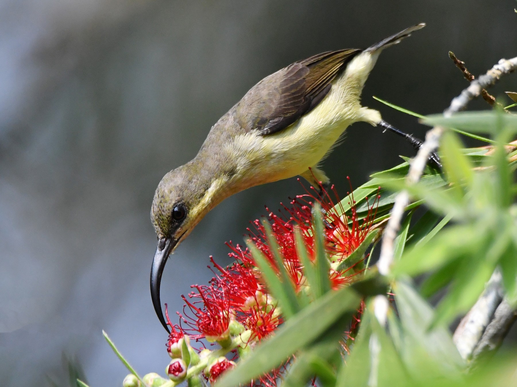 Loten's Sunbird - eBird
