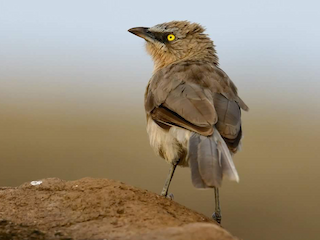 Large Gray Babbler - eBird
