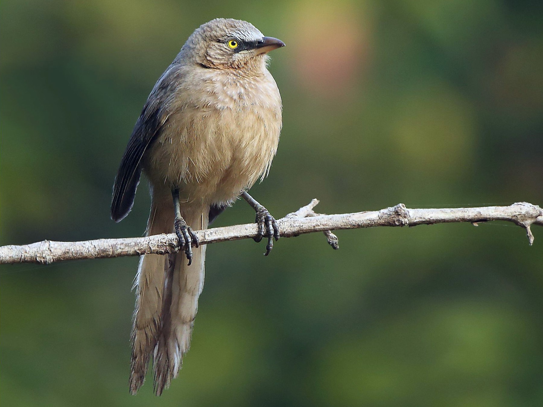 Large Gray Babbler - eBird