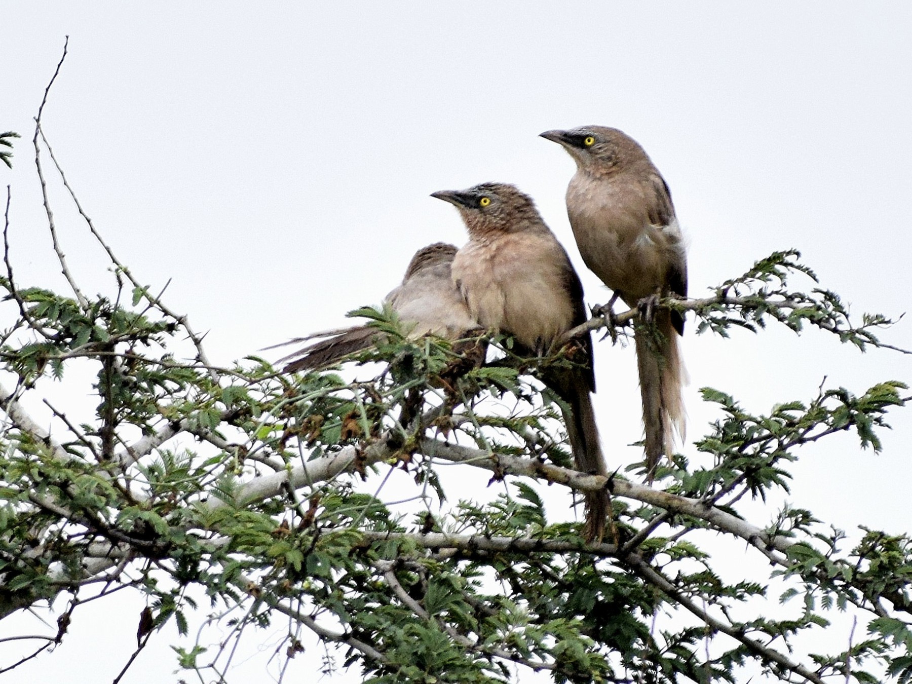 Large Gray Babbler - eBird