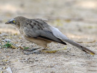 Large Gray Babbler - eBird