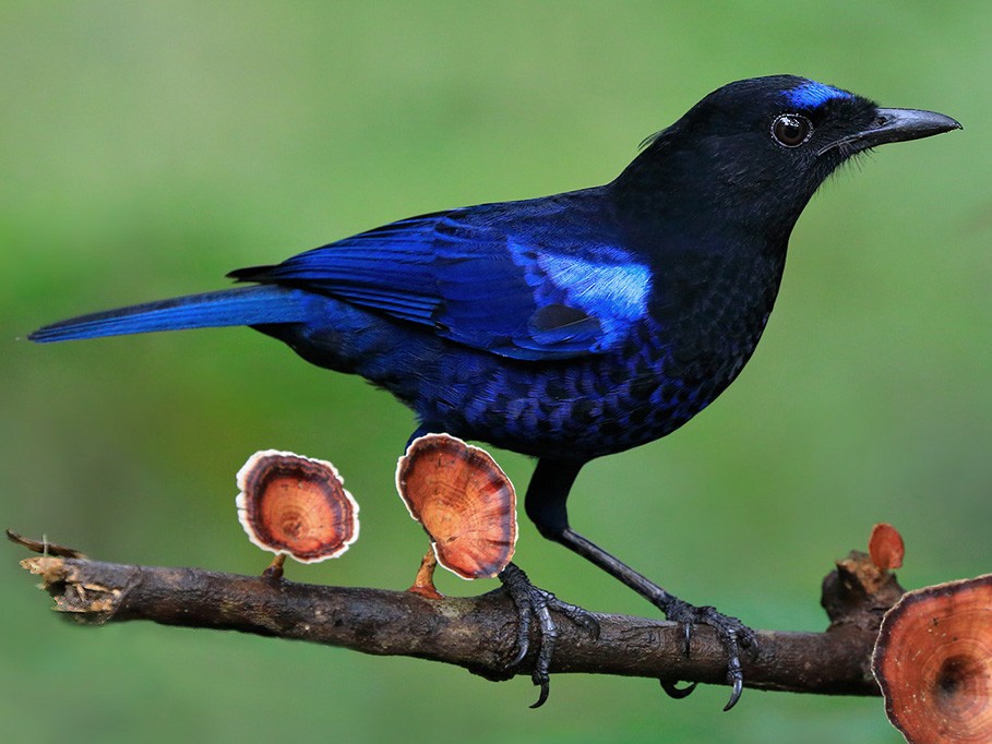 Malabar Whistling-Thrush - eBird