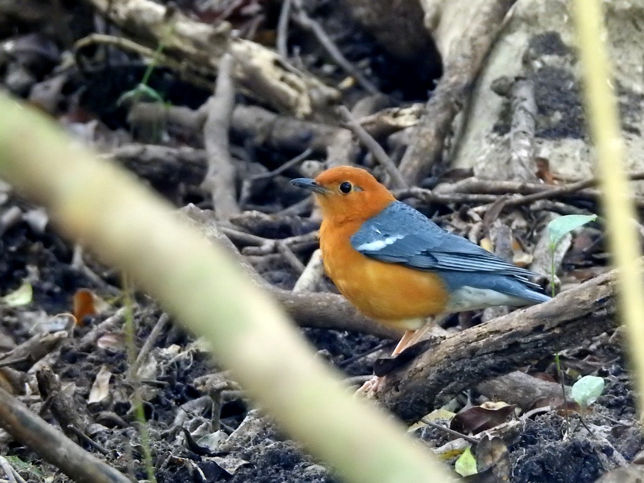Grive à tête orange - eBird