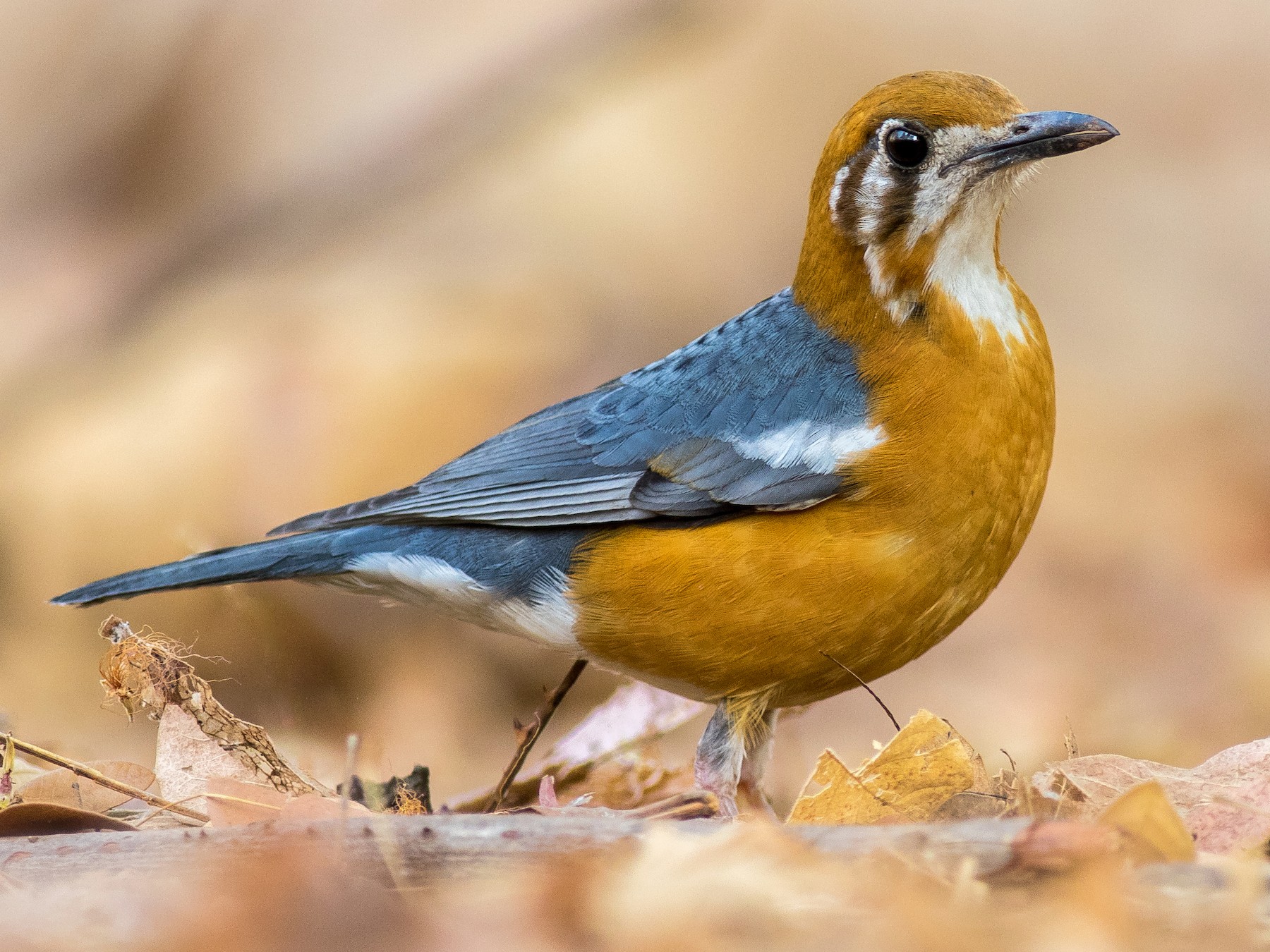 Orange-headed Thrush - eBird