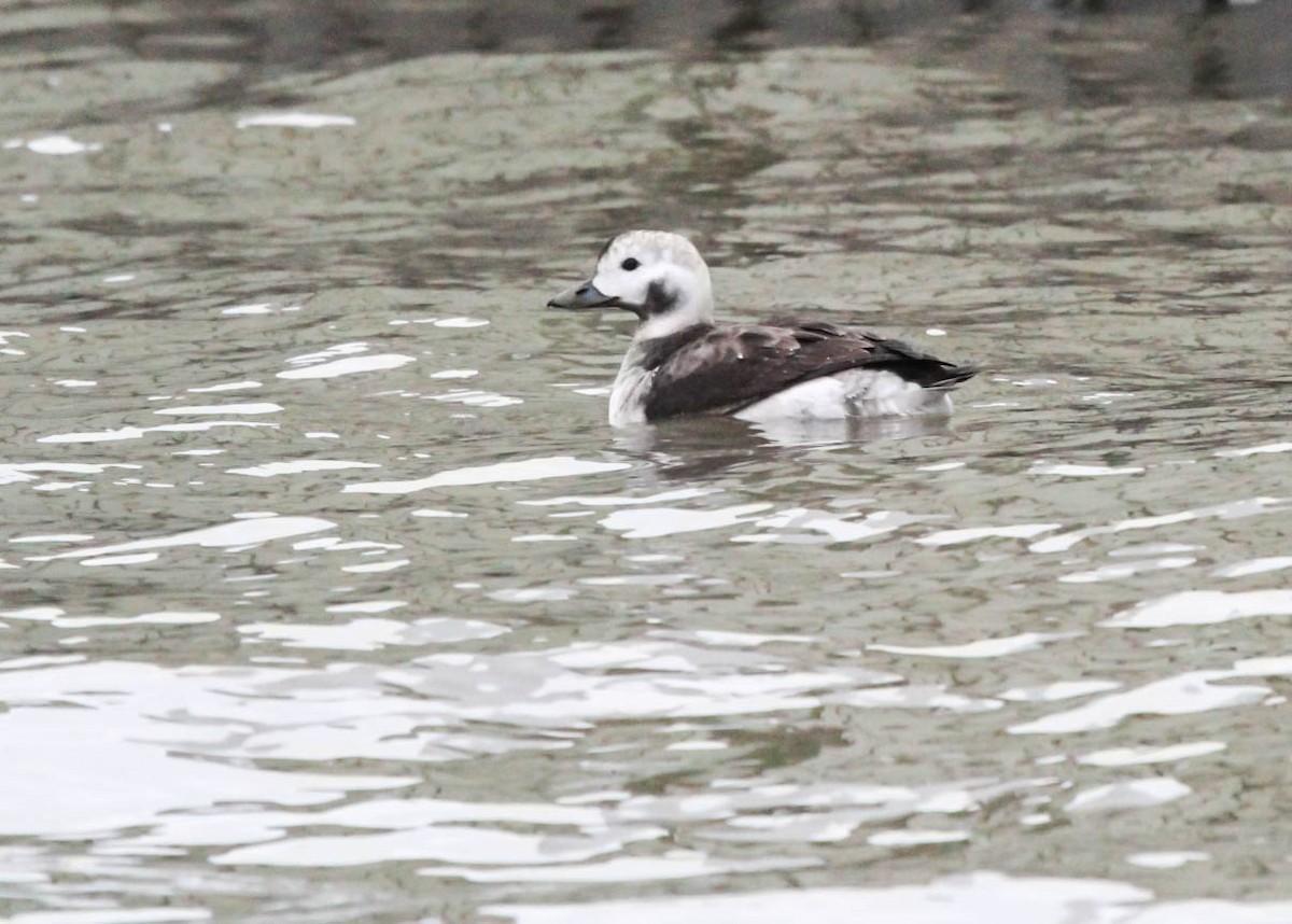 eBird Checklist - 26 Nov 2014 - Dunkirk Harbor - 19 species (+1 other taxa)