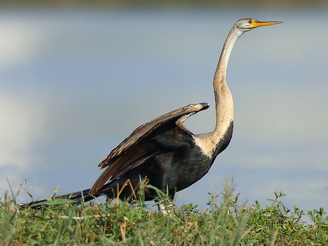 Oriental Darter - eBird