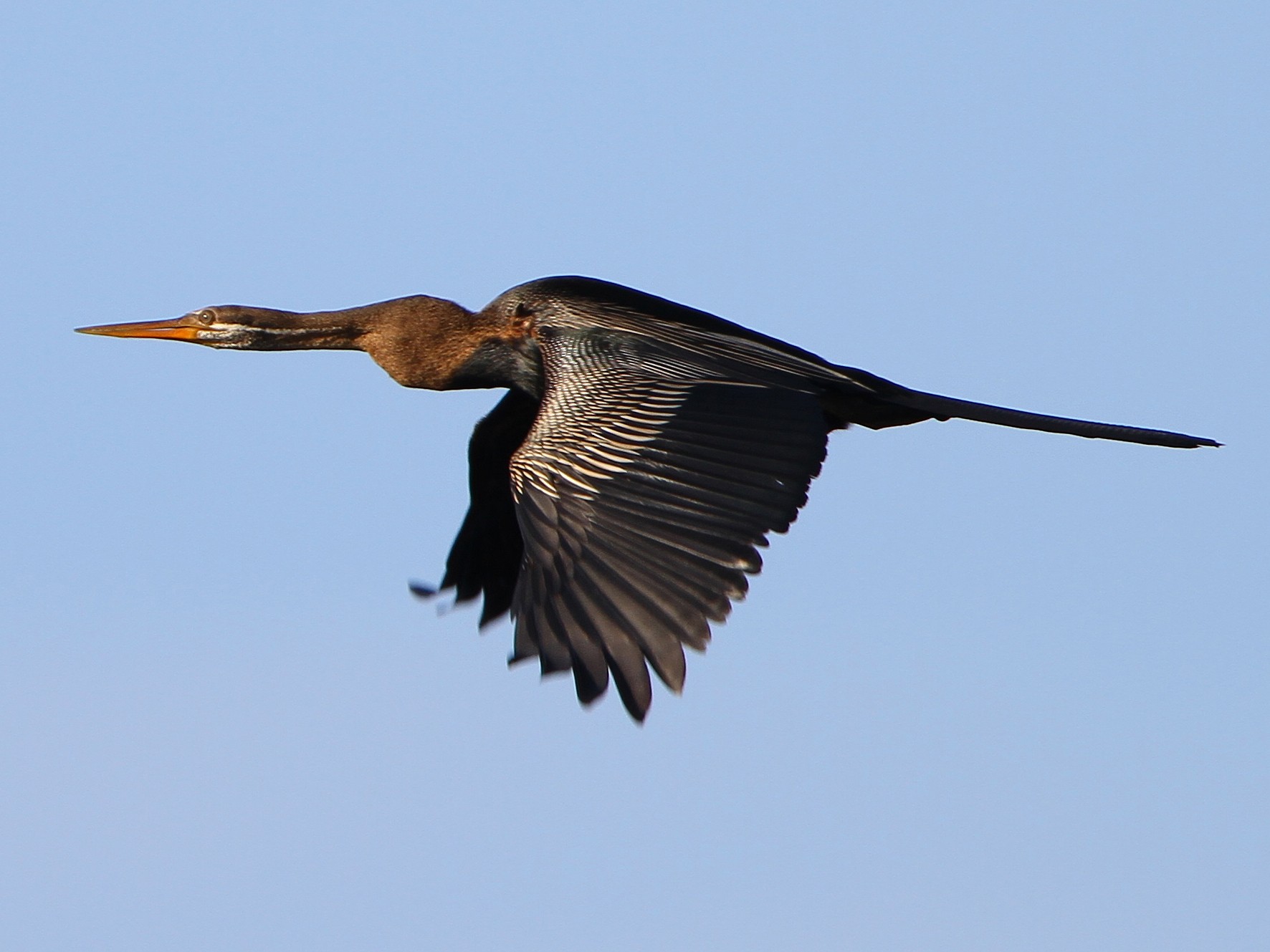 Oriental Darter - eBird