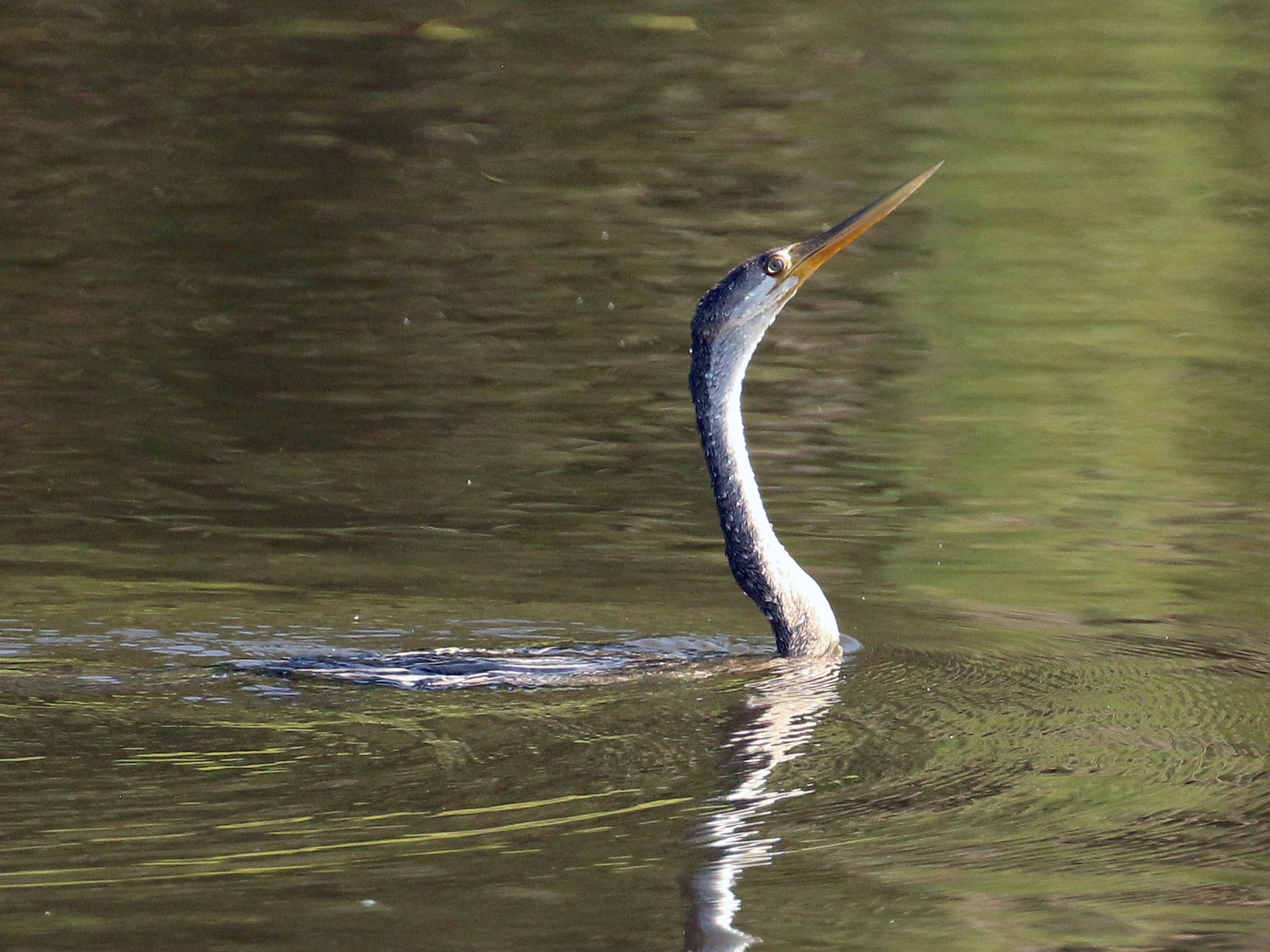 Oriental Darter - eBird