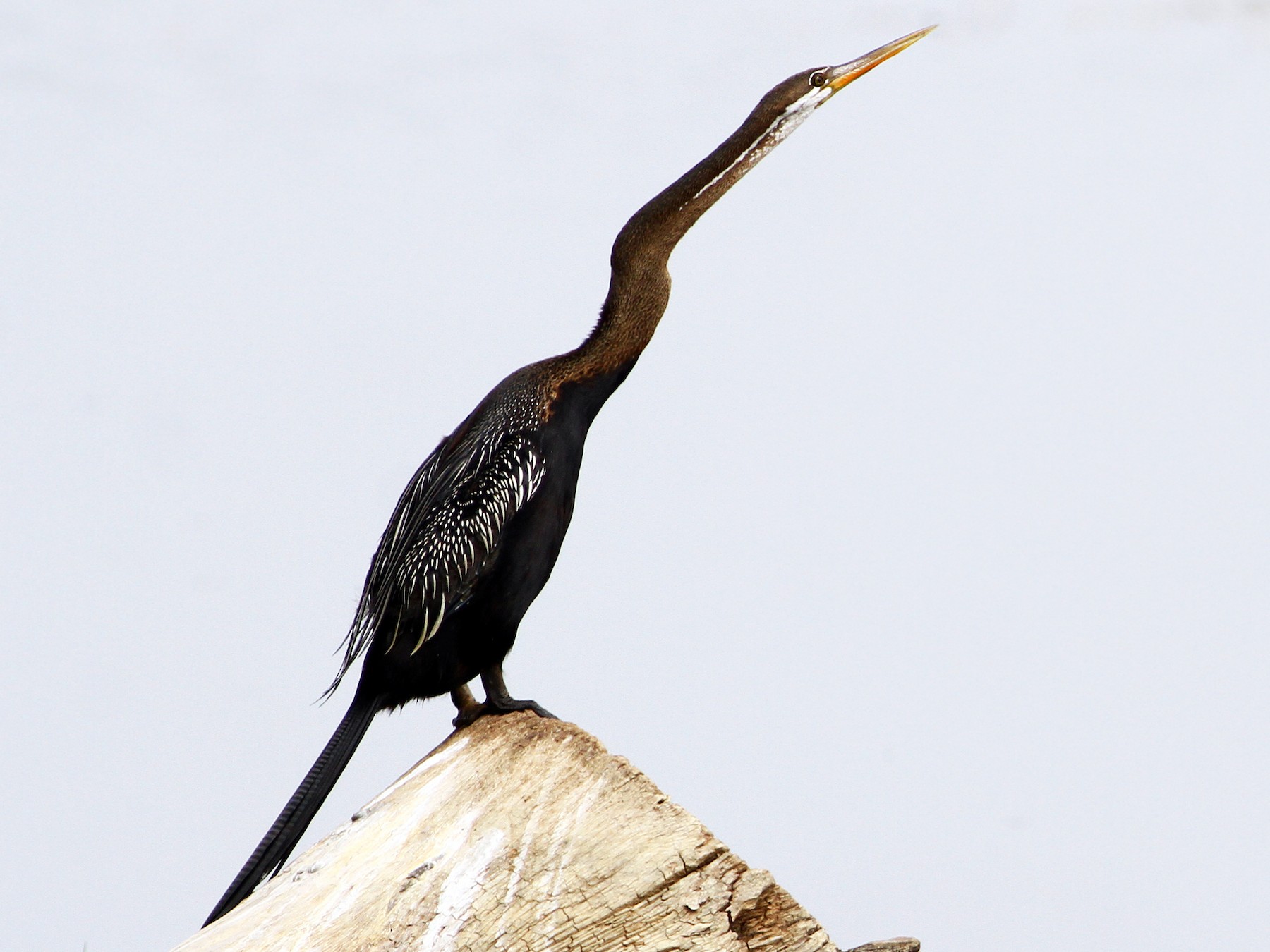 Oriental Darter - eBird