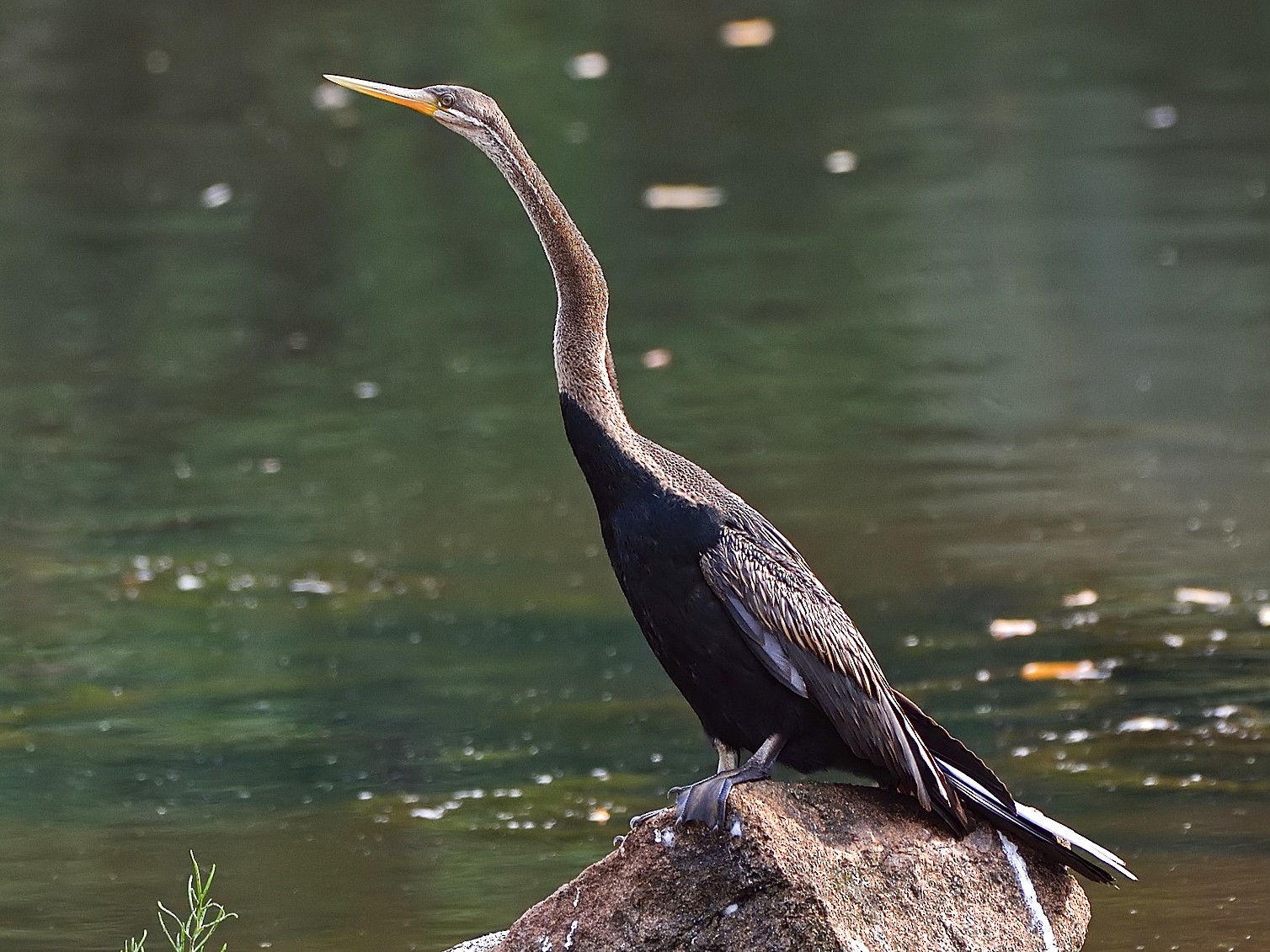 Oriental Darter - eBird