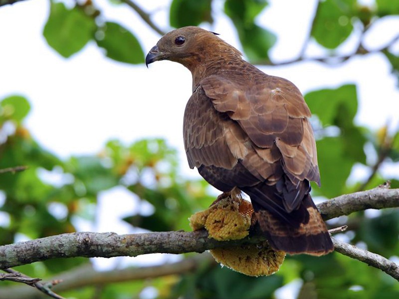 Oriental Honey-buzzard - eBird