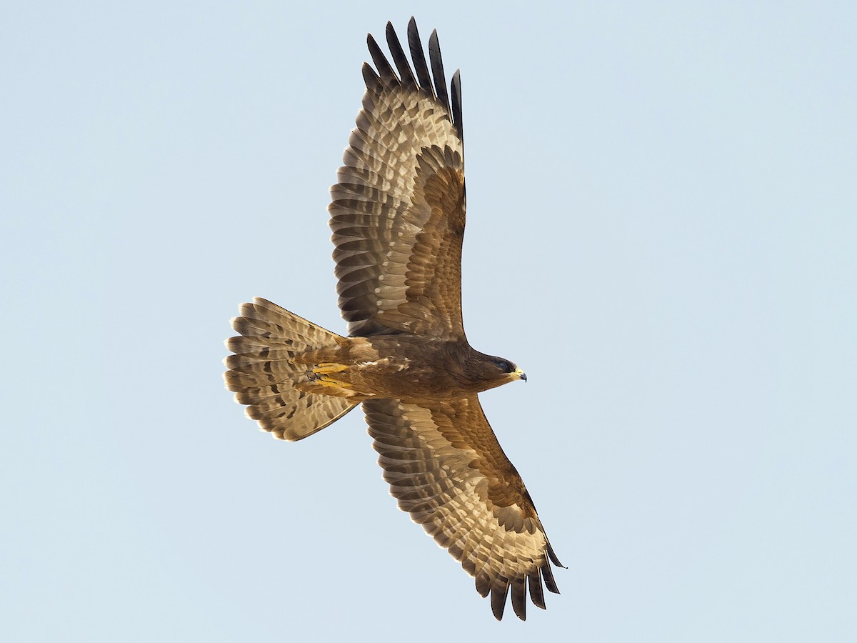 Oriental Honey-buzzard - Pernis ptilorhynchus - Birds of the World