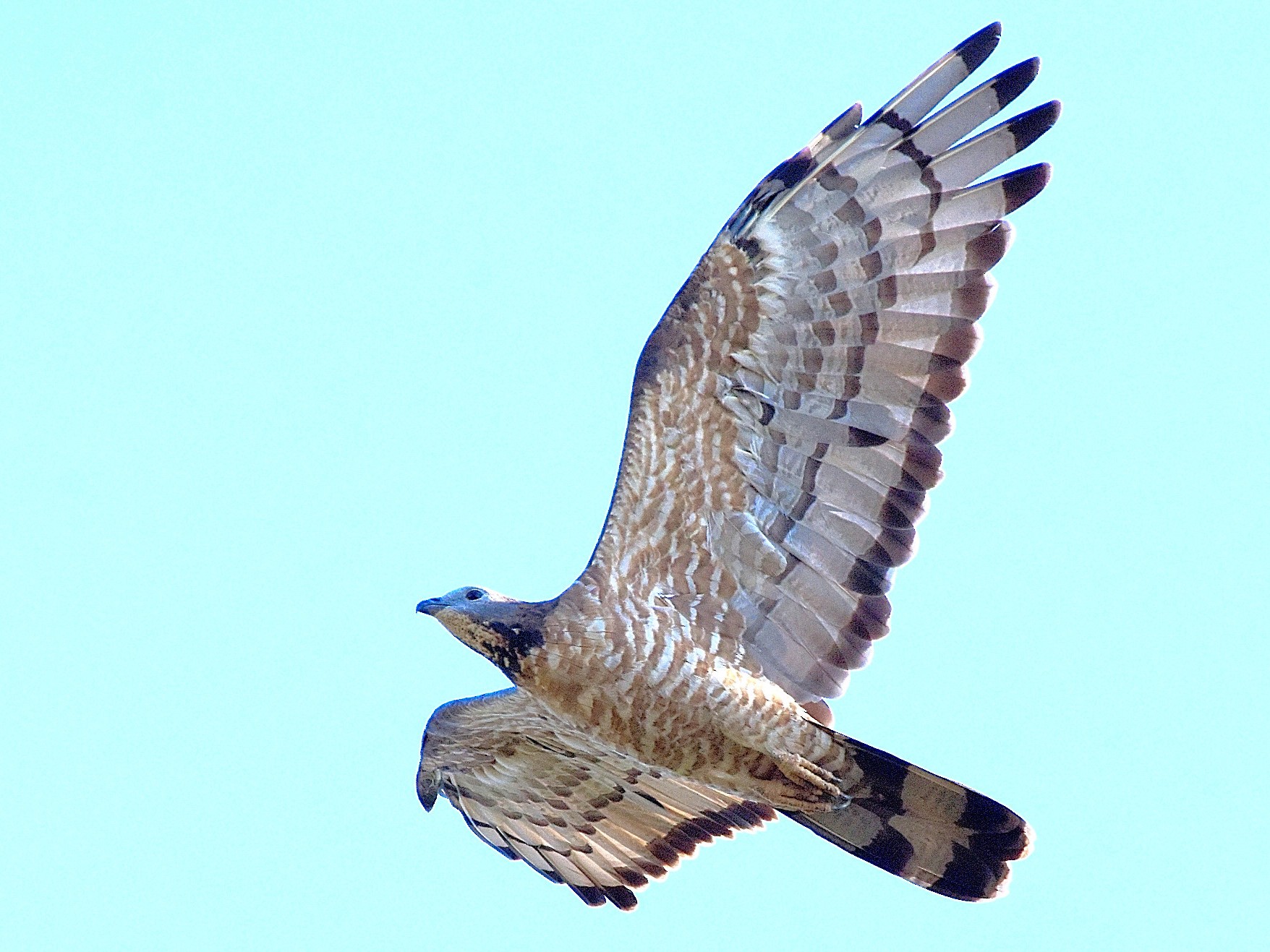 Oriental Honey-buzzard (Crested Honey Buzzard) - eBird