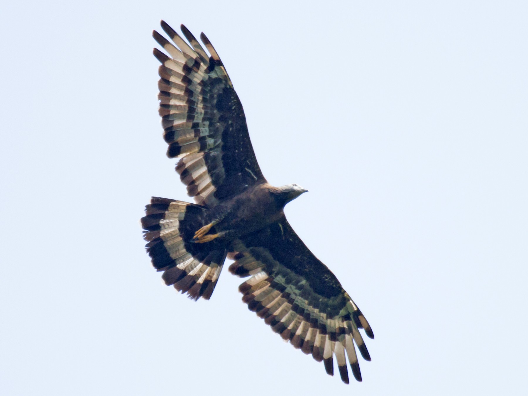 Oriental Honey-buzzard (Crested Honey Buzzard) - eBird