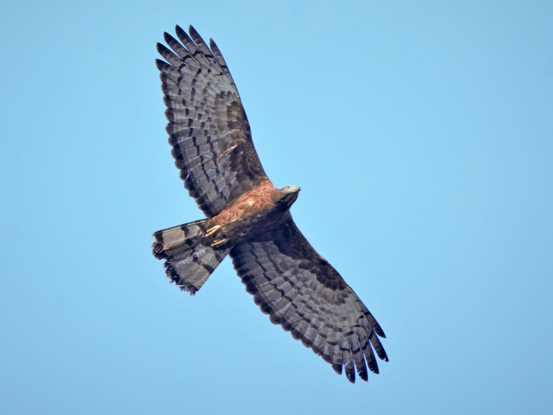 Oriental Honey-buzzard - eBird