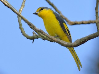 Orange Minivet - eBird