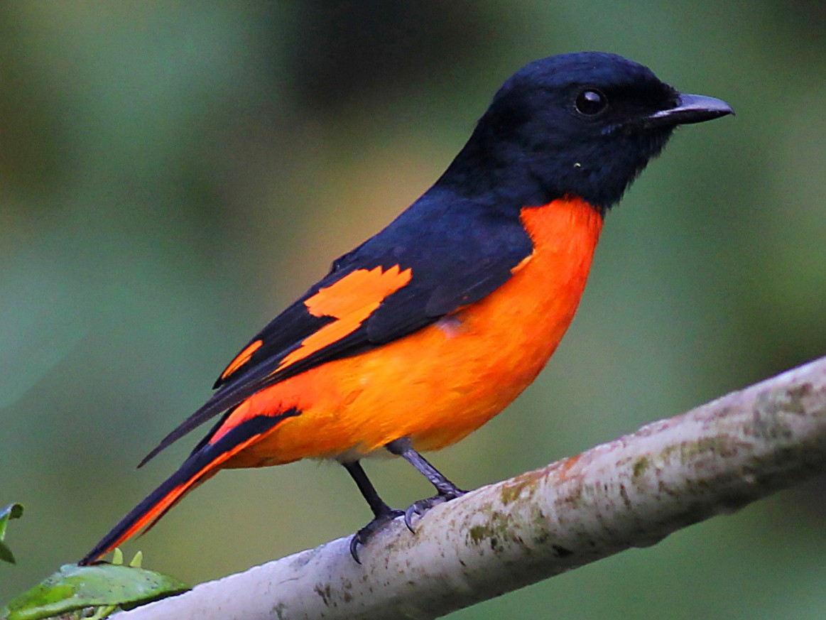 Orange Minivet - eBird