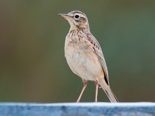 Paddyfield Pipit - eBird