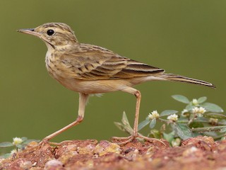 Paddyfield Pipit - eBird