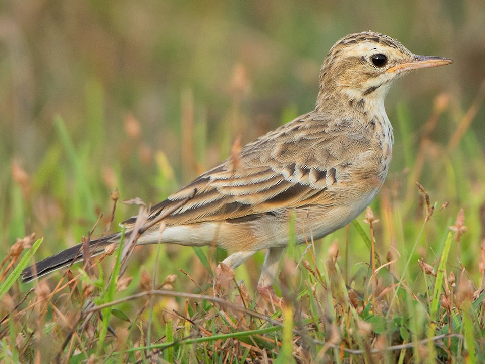 Paddyfield Pipit - eBird