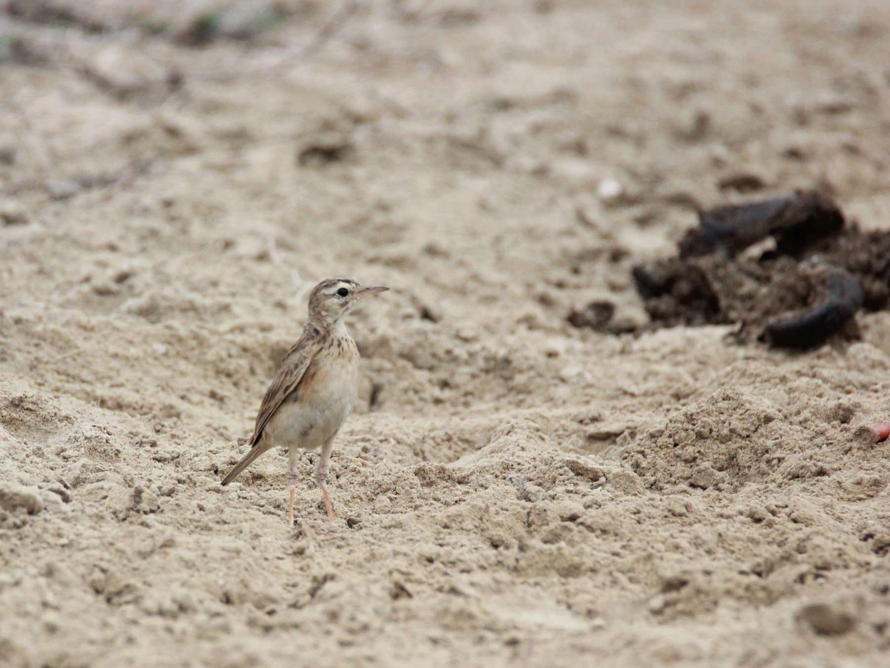 Paddyfield Pipit - eBird