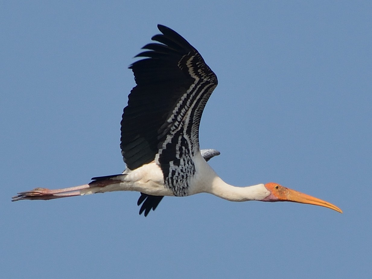 Stork Bird