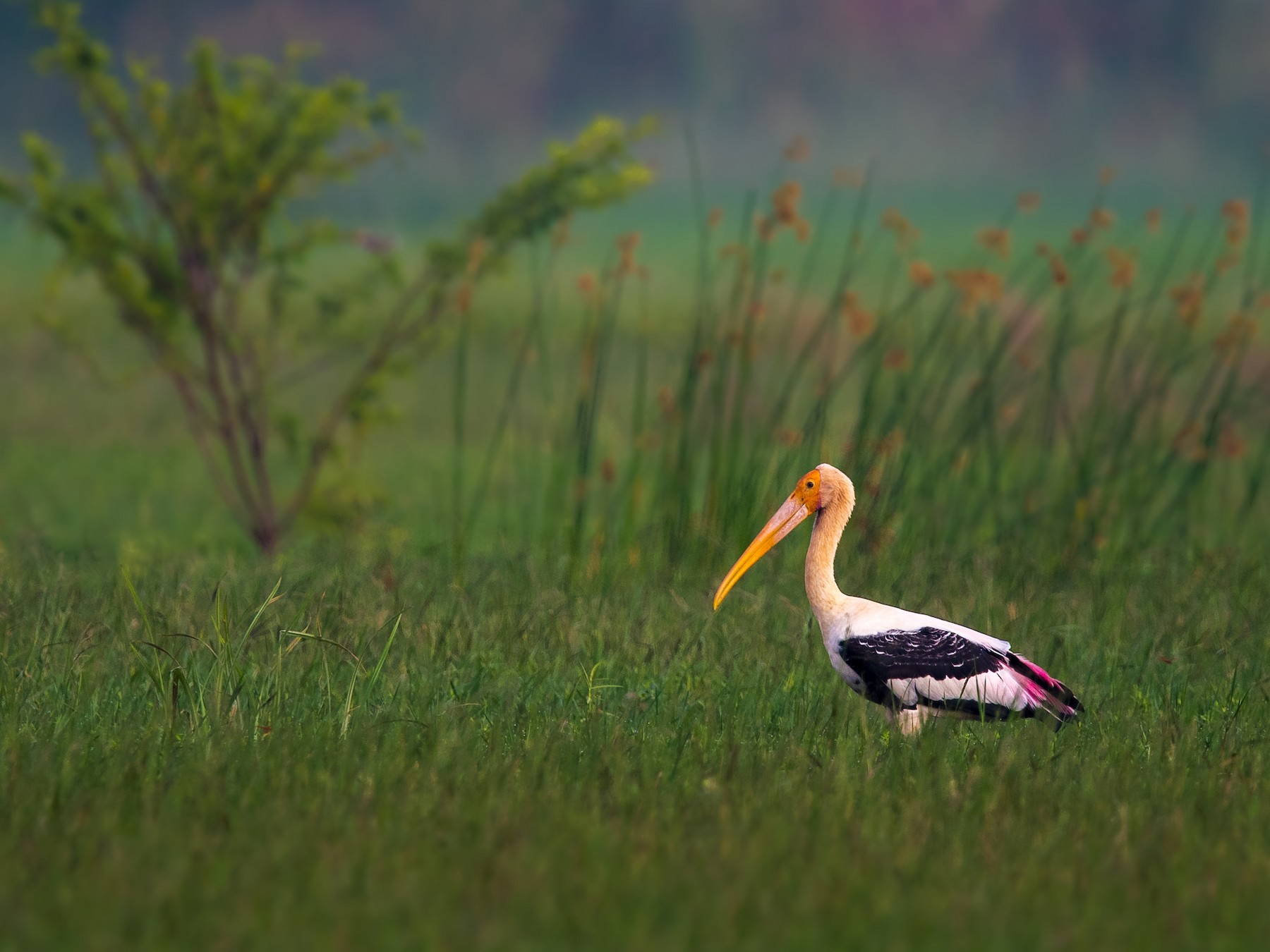 Painted Stork - eBird
