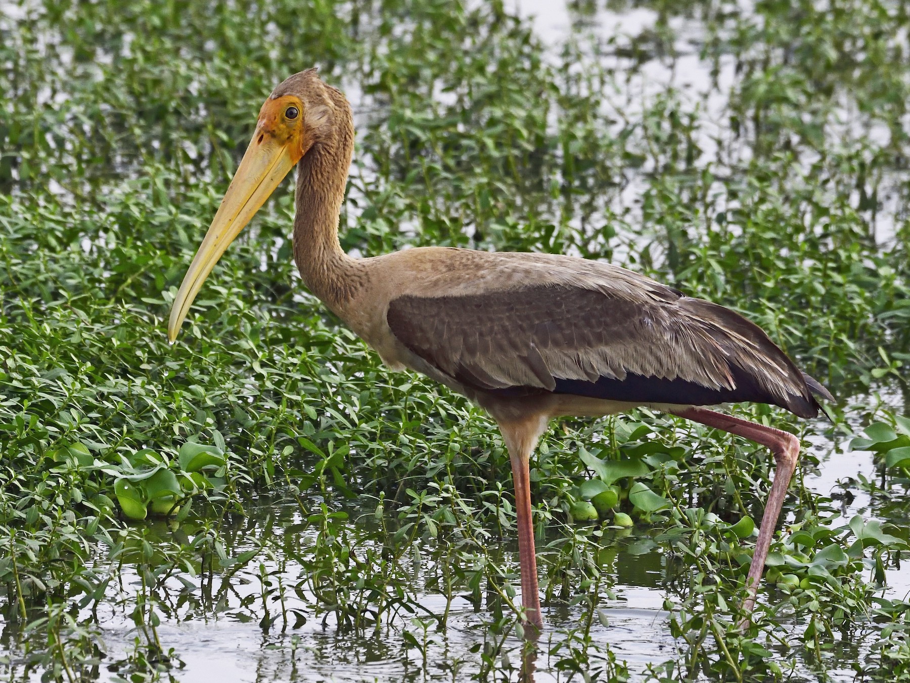 Painted Stork - eBird