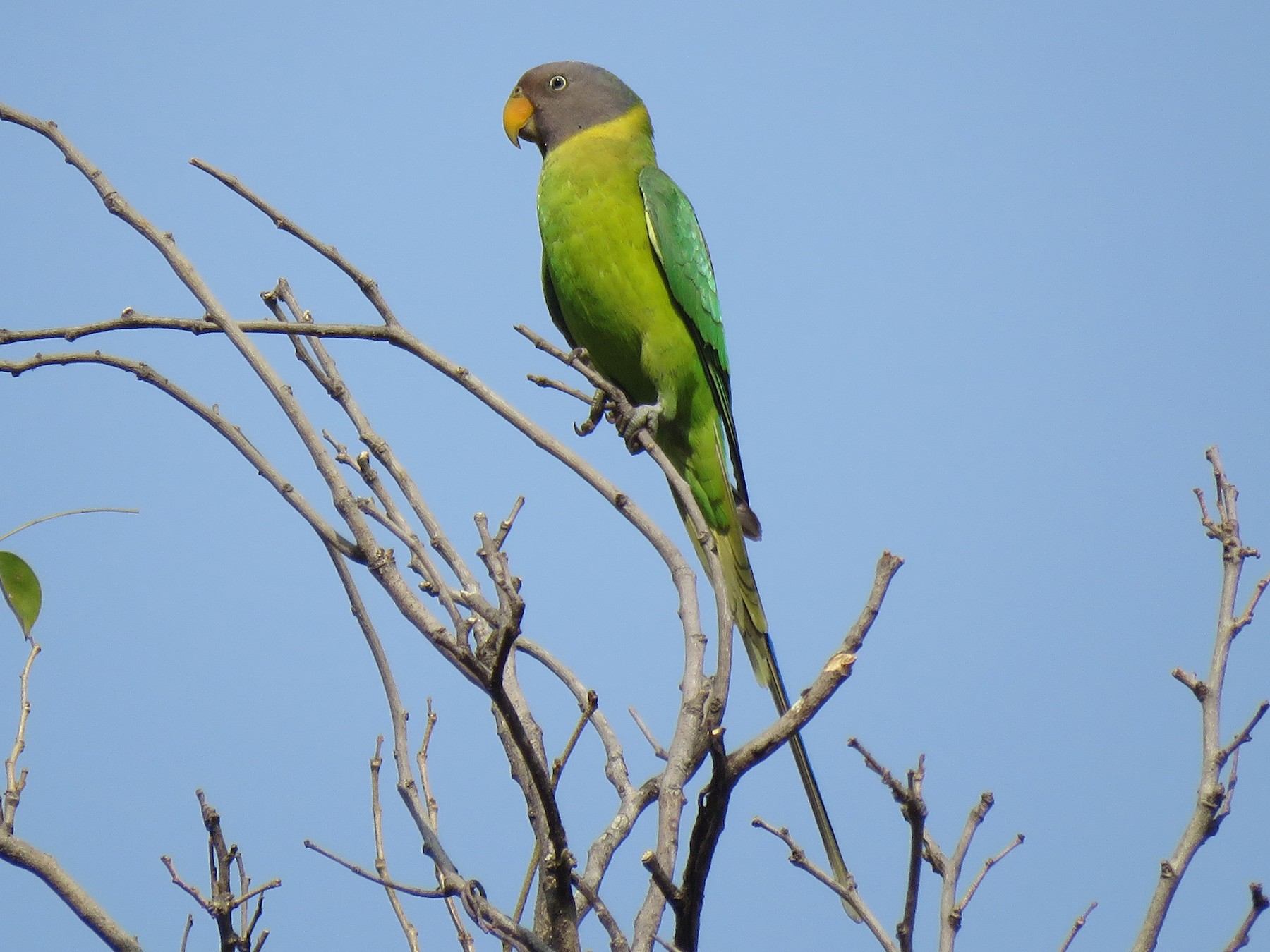 Plum-headed Parakeet - eBird
