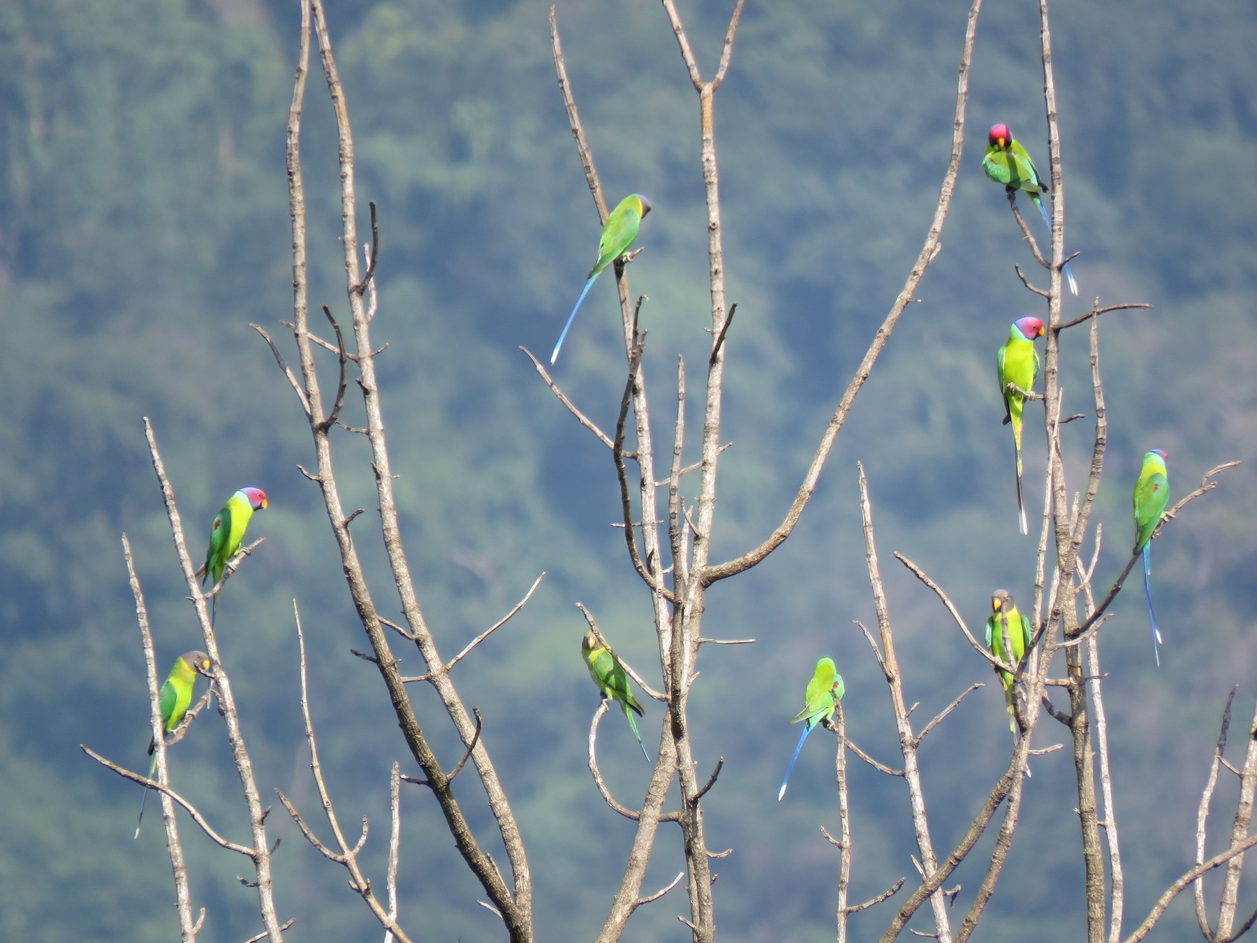 Plum-headed Parakeet - eBird