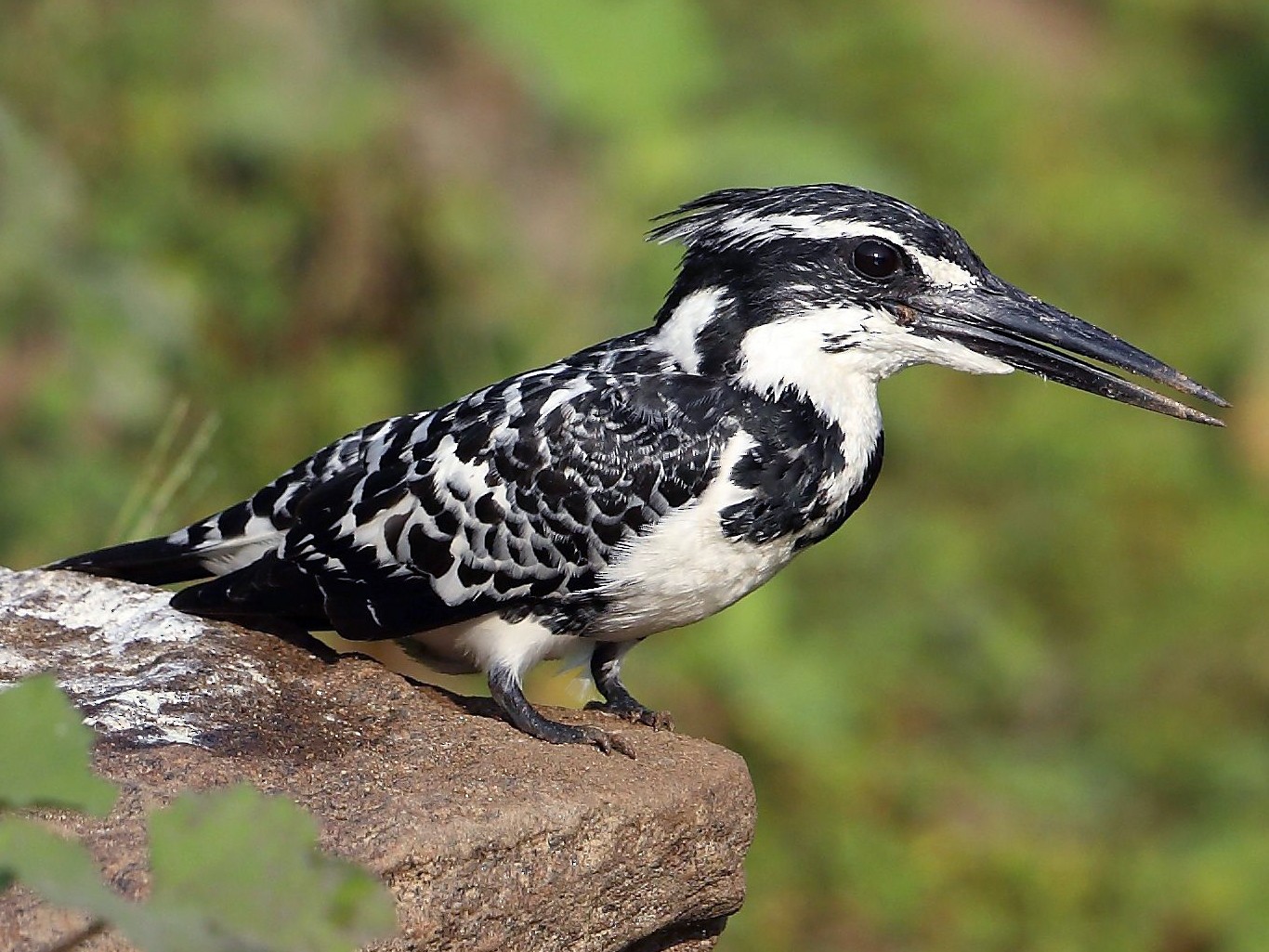Pied Kingfisher - eBird