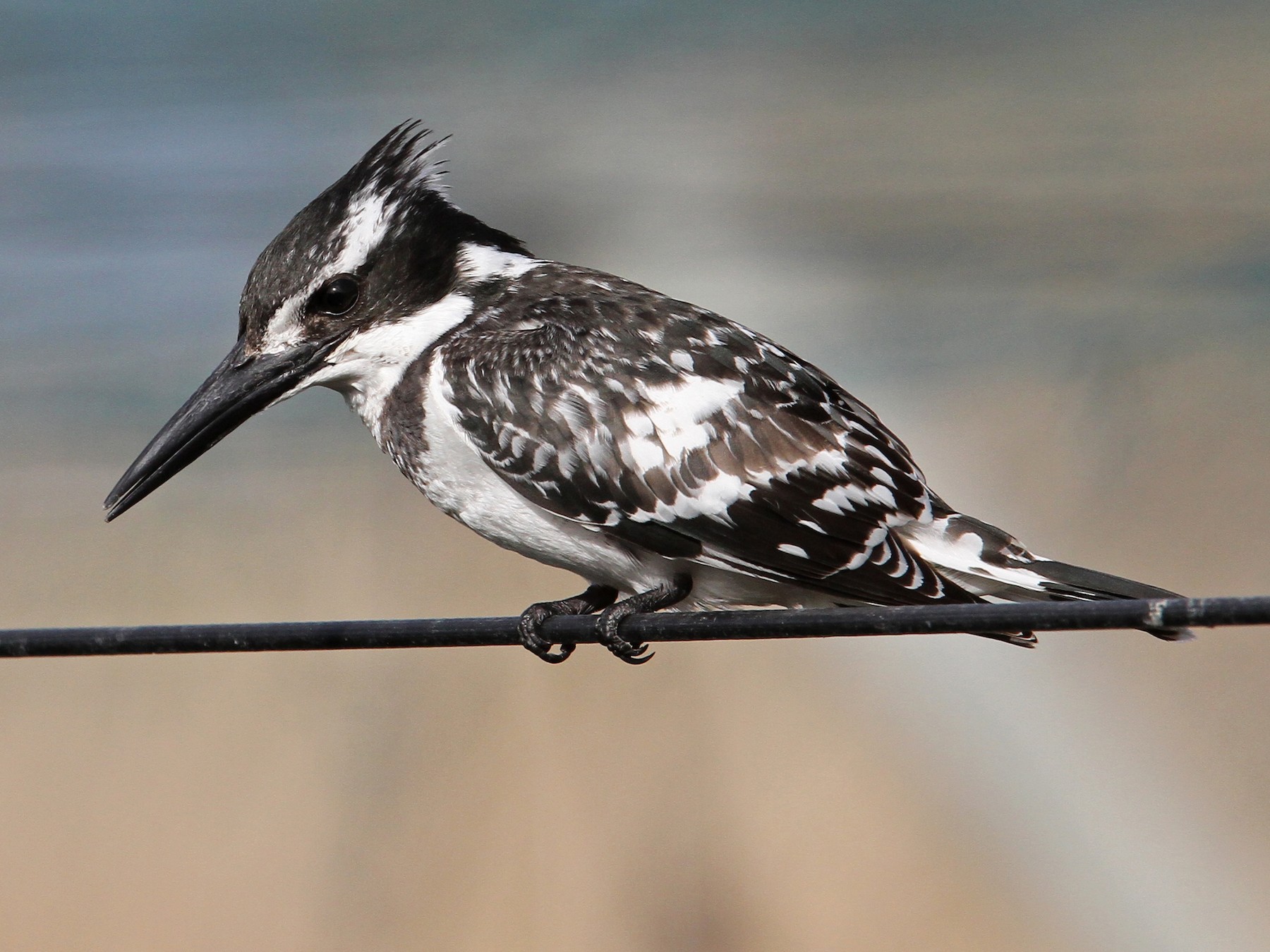 Pied Kingfisher - eBird