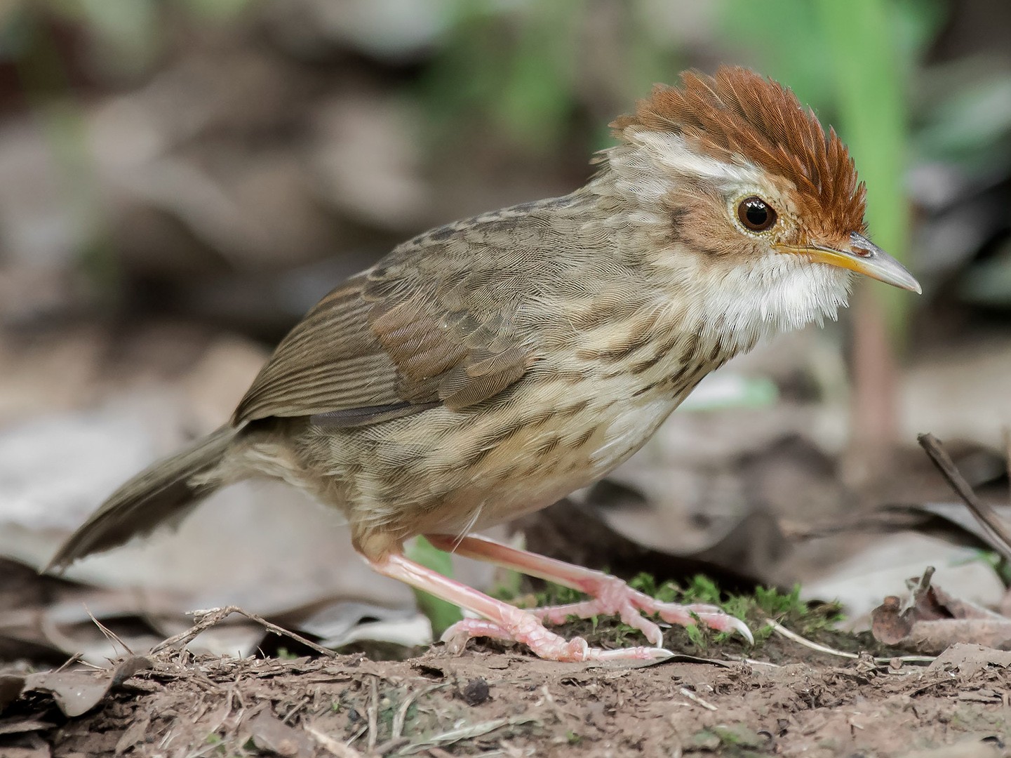 Puff-throated Babbler - eBird