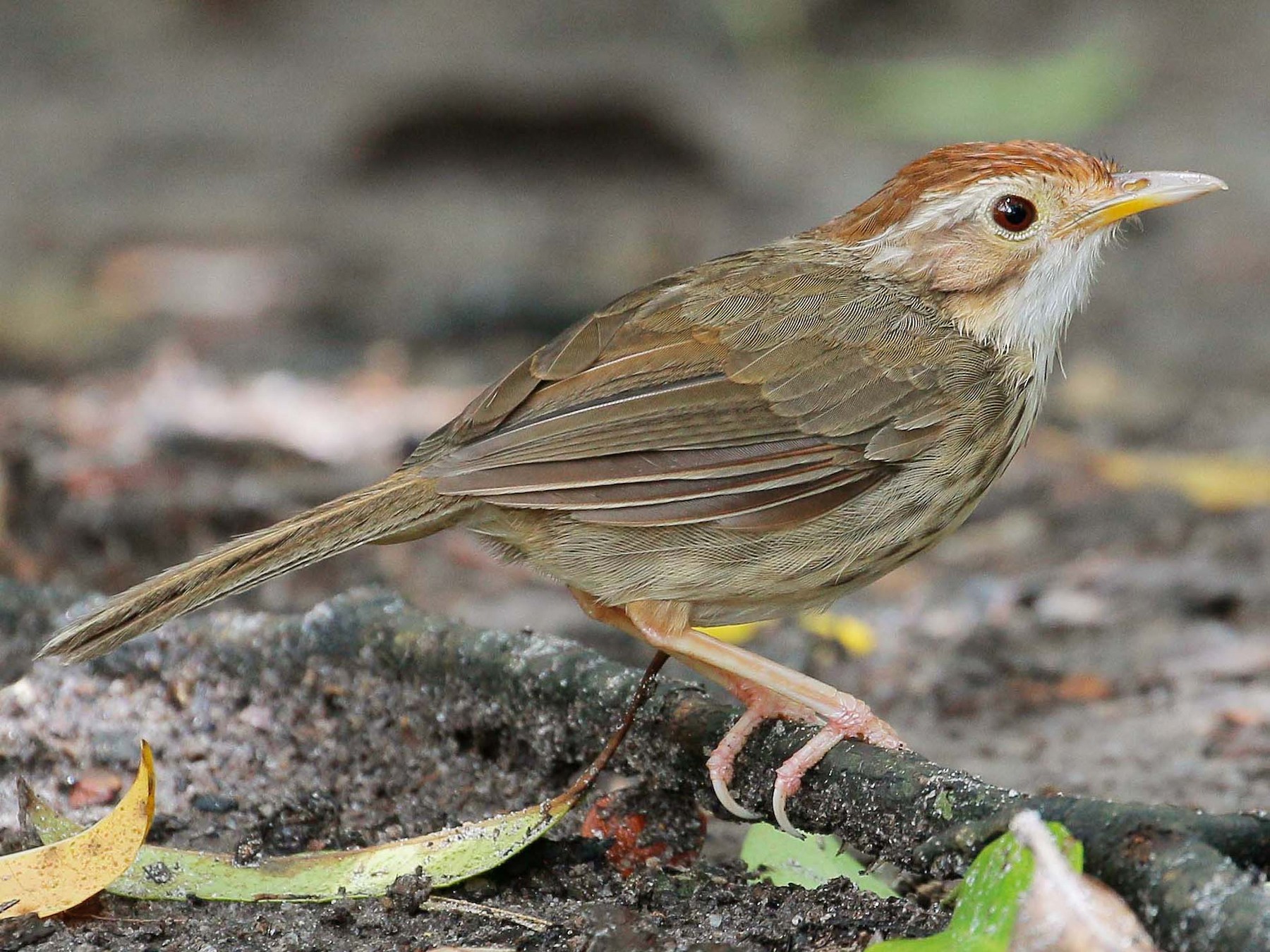 Puff-throated Babbler - eBird