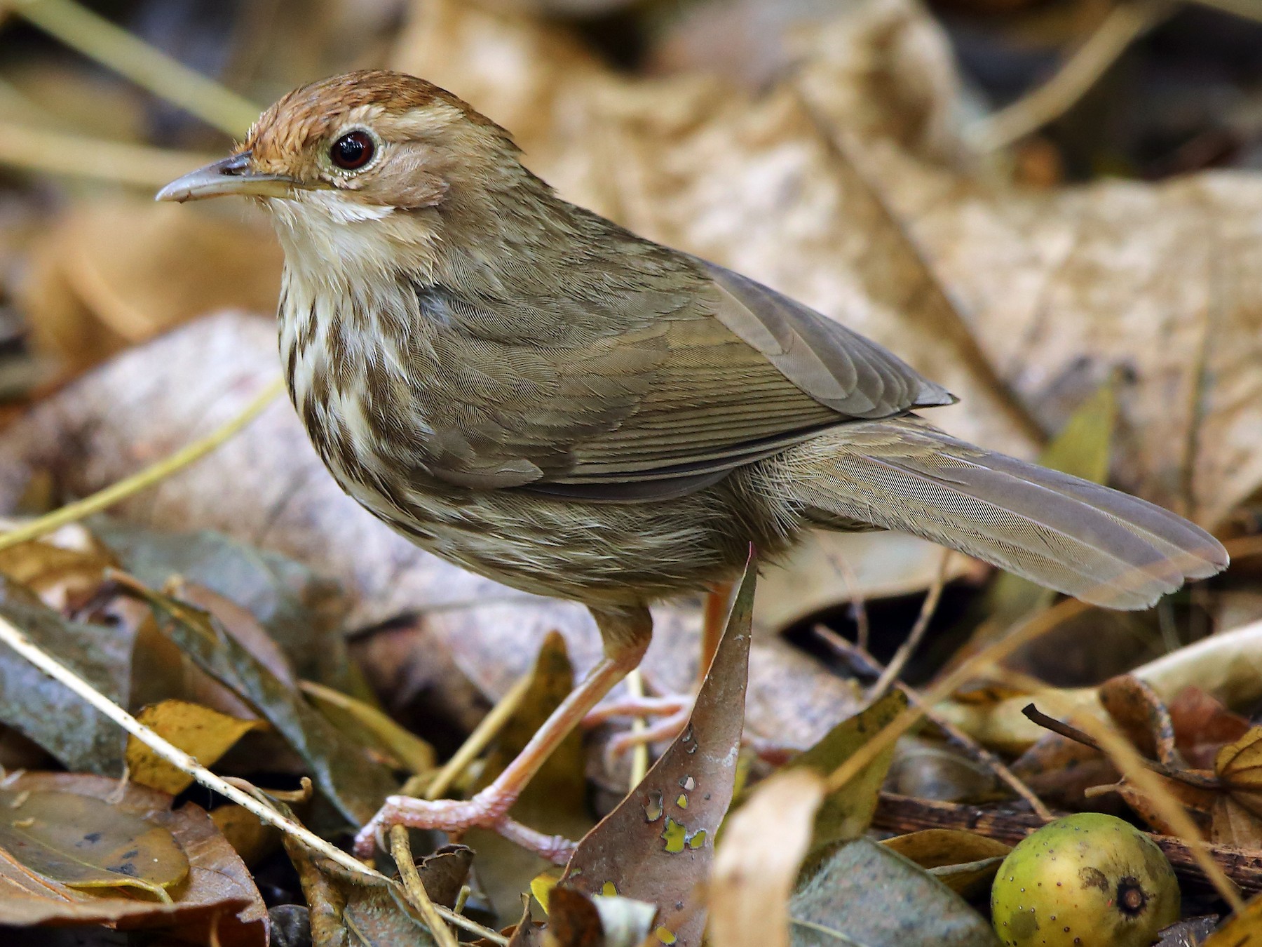 Puff-throated Babbler - eBird