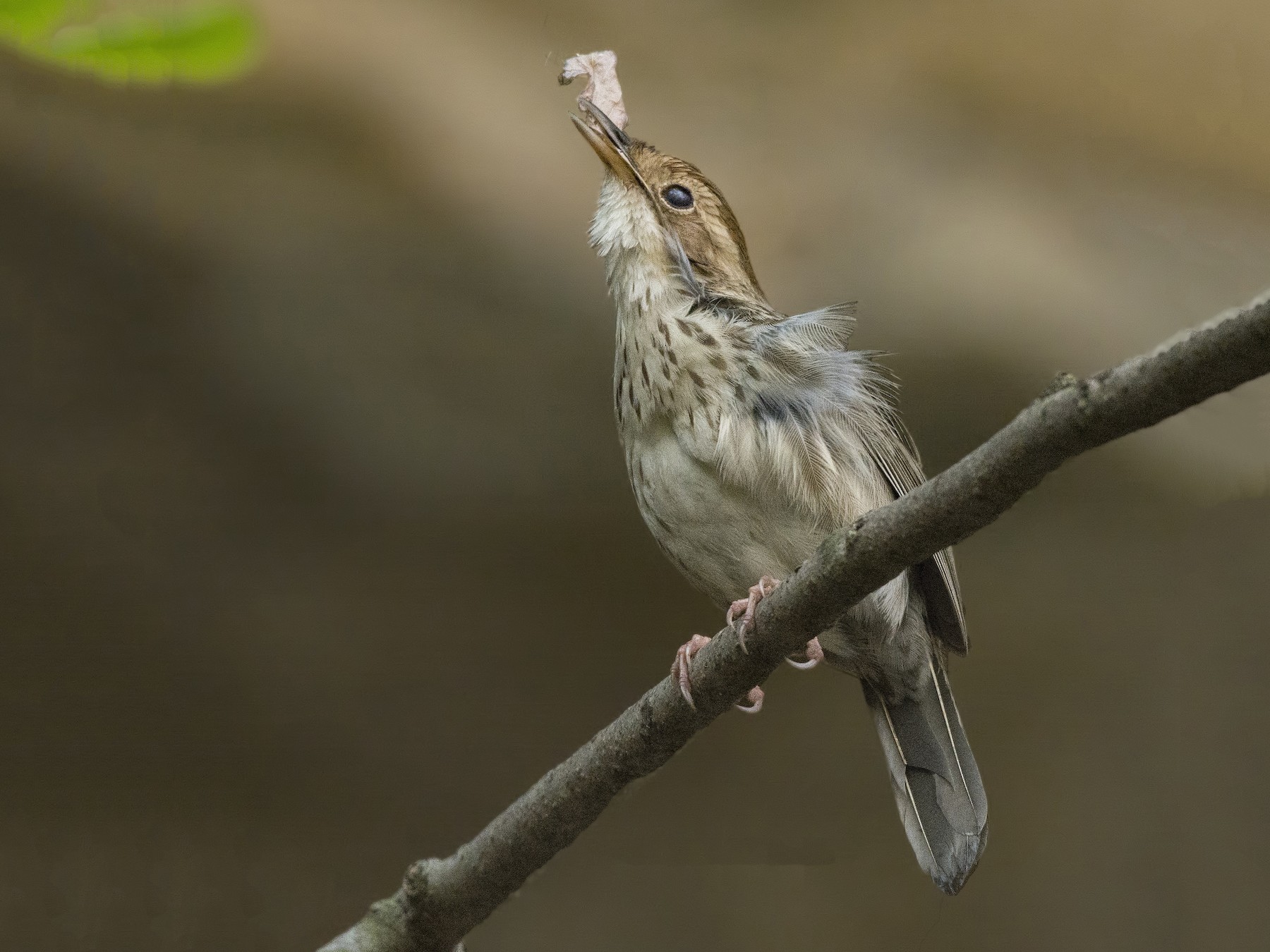 Puff-throated Babbler - eBird