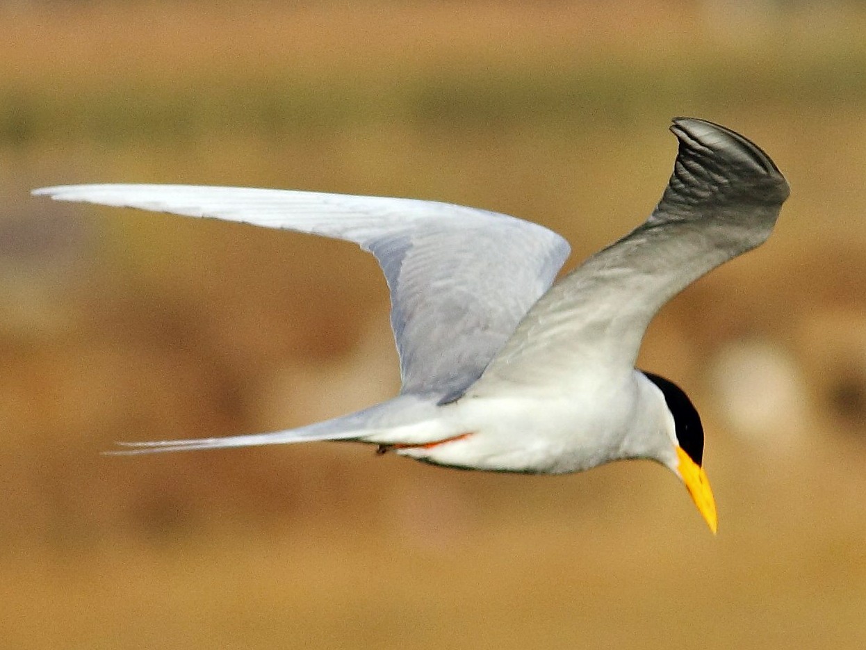 River Tern - eBird