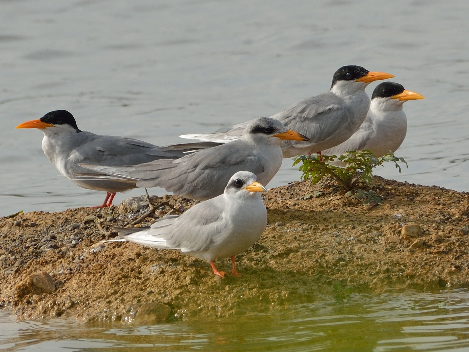 River Tern - eBird